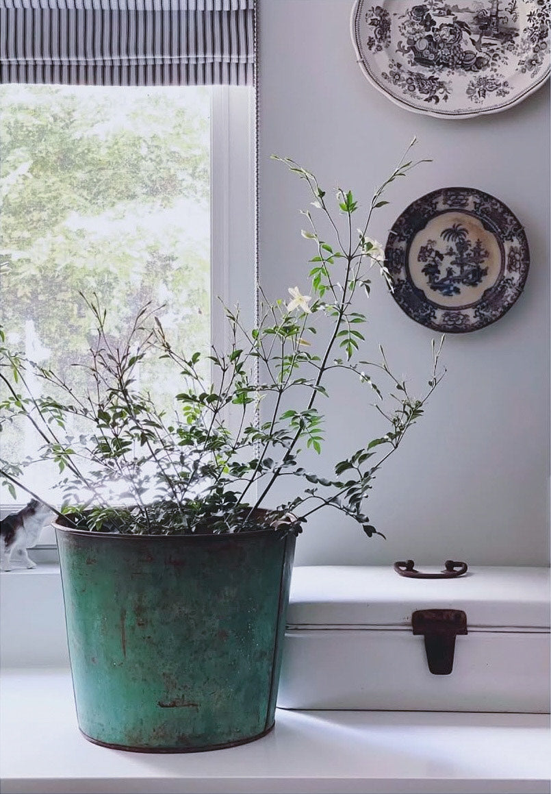 Collecting – feastvintage